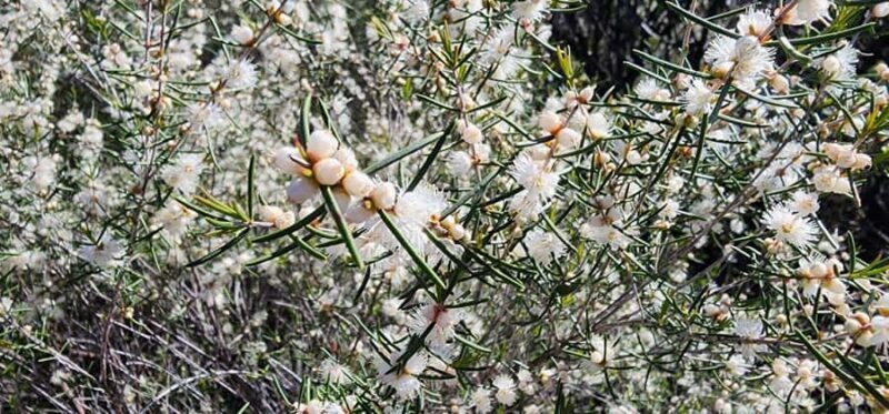 Perth: Abyssinia Rock Hiking Experience - Key Points