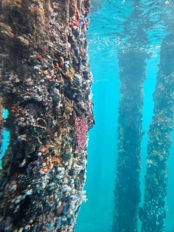 Perth: Busselton Jetty Full - Day Guided Tour - The Return Journey & Overall Value
