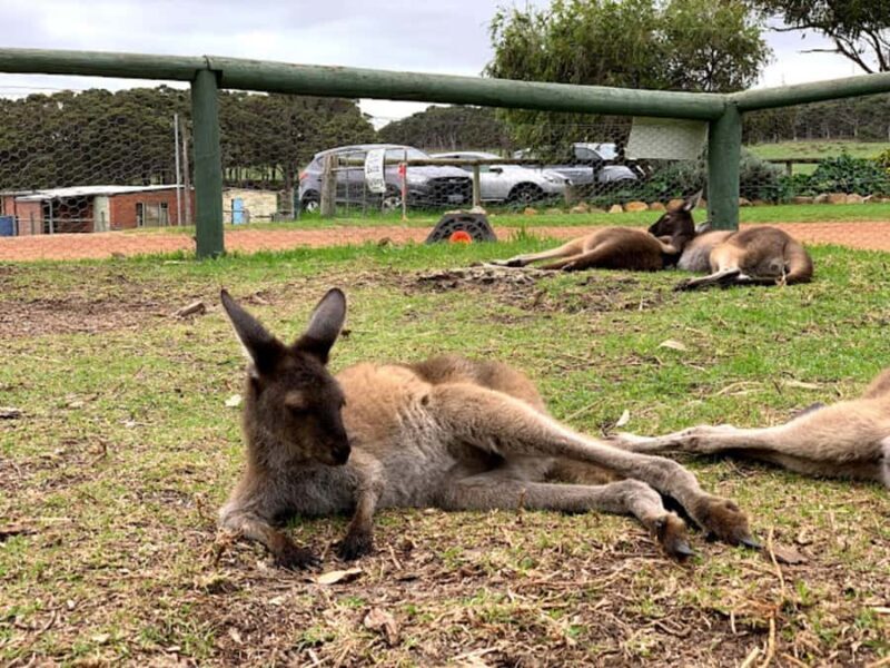 Perth: Busselton Jetty Full - Day Guided Tour - Who is this tour perfect for?