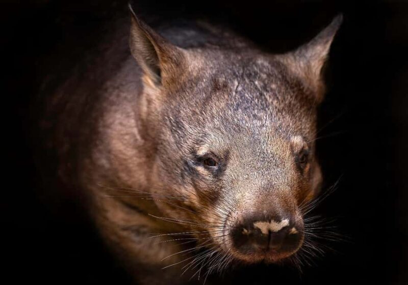 Perth: Nocturnal Night Stalk Tour with WA Wildlife Encounter - Who Will Love This Experience?