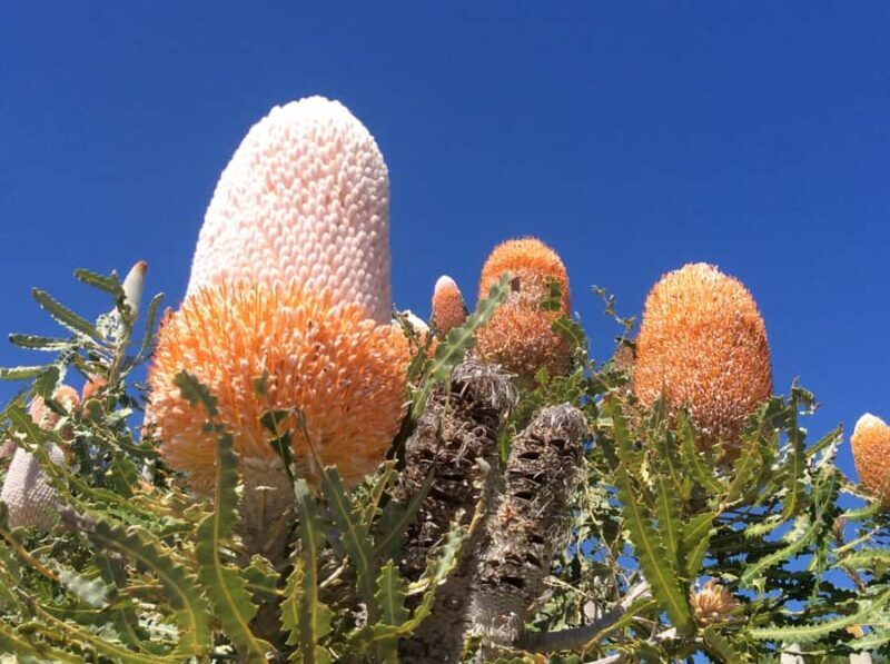 Perth: Pinnacles and Swan Valley Wine Day Tour with Lunch - FAQ