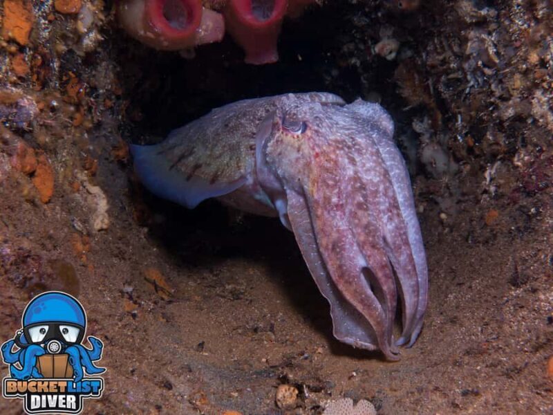 Perth: Rottnest Island Scuba Diving Day Trip-Certified Diver - Key Points