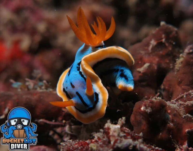 Perth: Rottnest Island Scuba Diving Day Trip-Certified Diver - The Value for Divers