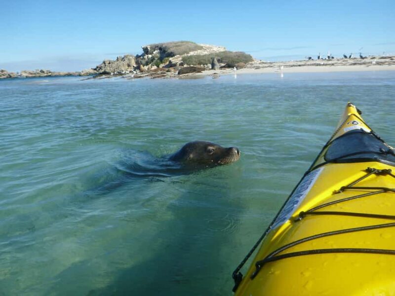 Perth: Shoalwater Islands Marine Park Sea Kayaking Tour - Practical Details and Considerations