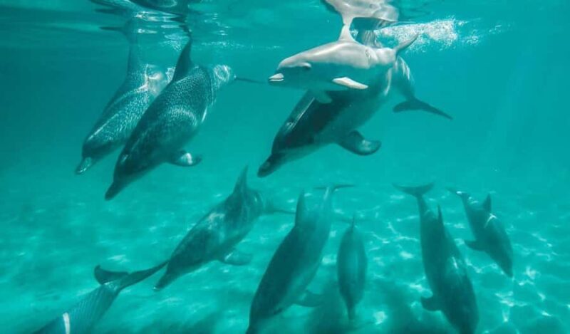 Perth: Swim with Wild Dolphins Tour - Key Points