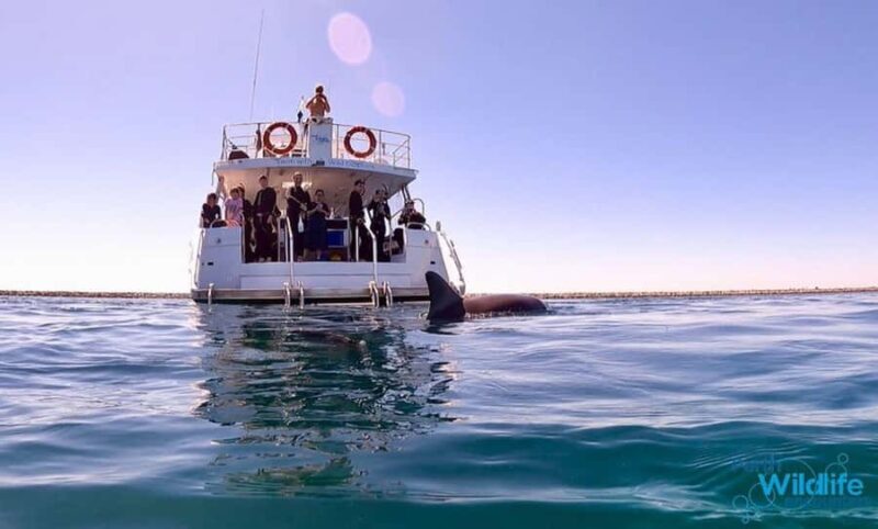 Perth: Swim with Wild Dolphins Tour - The Itinerary Breakdown: What to Expect