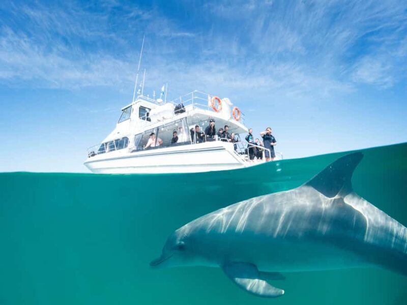 Perth: Swim with Wild Dolphins Tour - The Value of This Experience