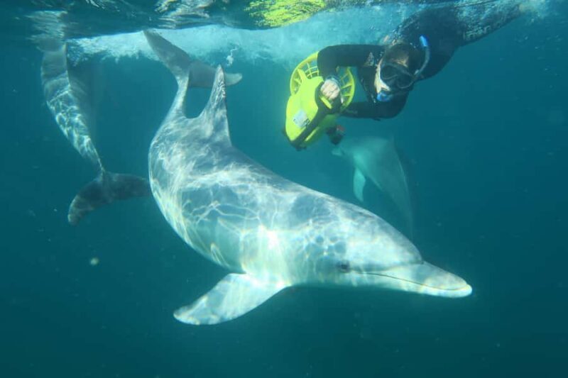 Perth: Swim with Wild Dolphins Tour - Final Thoughts: Who Will Love This Tour?