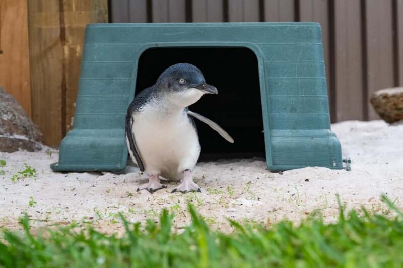 Perth: WA Wildlife Hospital and Native Fauna Encounter Tour - FAQ