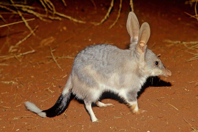Perth Wildlife Tour Under the Stars with Dinner - Key Points