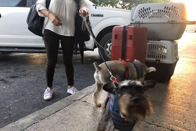 PET FRIENDLY Private Transfer Cancun - Playa del Carmen - The Experience in Practice