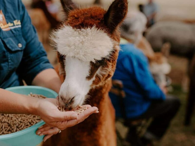 Peterborough: Alpaca Meet and Greet Experience - The Value of This Experience