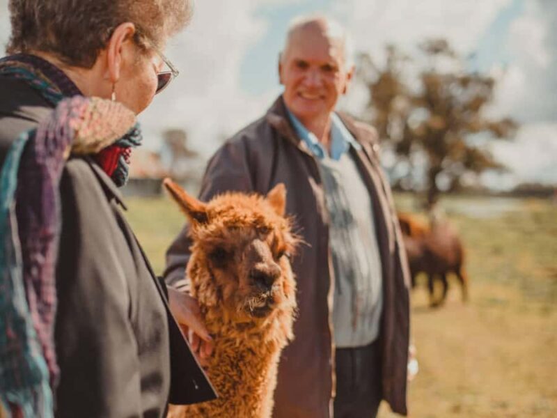 Peterborough: Alpaca Meet and Greet Experience - Who Is This Tour Best For?