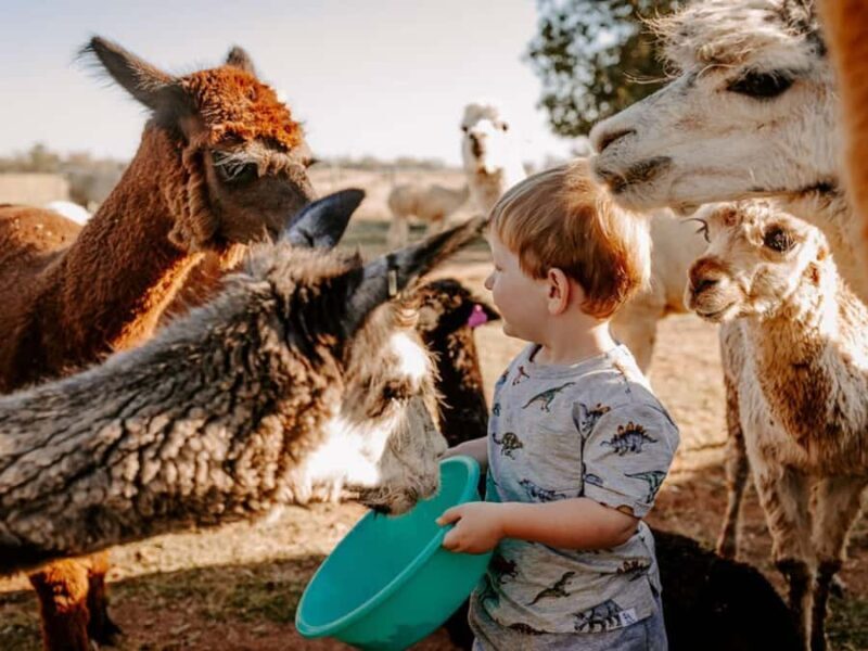 Peterborough: Alpaca Meet and Greet Experience - Frequently Asked Questions