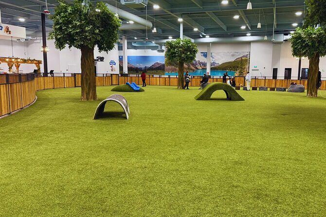 Petfinity Indoor Dog Park in Calgary - The Atmosphere and Community