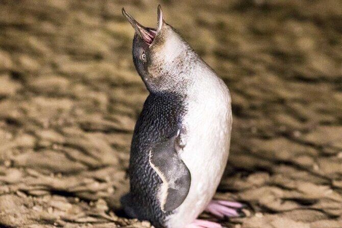 Philip Island express tour: penguin prd & wallaby spotting - An In-Depth Look at the Tour Experience  