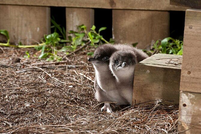 Philip Island express tour: penguin prd & wallaby spotting - Final Thoughts  