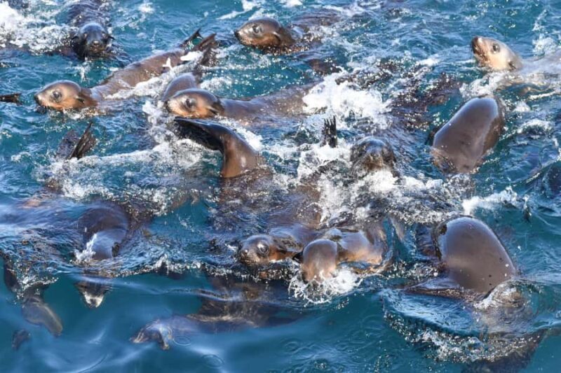 Philip Island: Seal Watching Cruise - Key Points