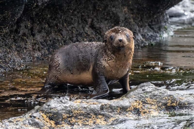 Philip Island: Seal Watching Cruise - Wildlife Encounters and Sightings
