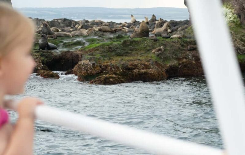 Philip Island: Seal Watching Cruise - The Experience’s Value and Limitations