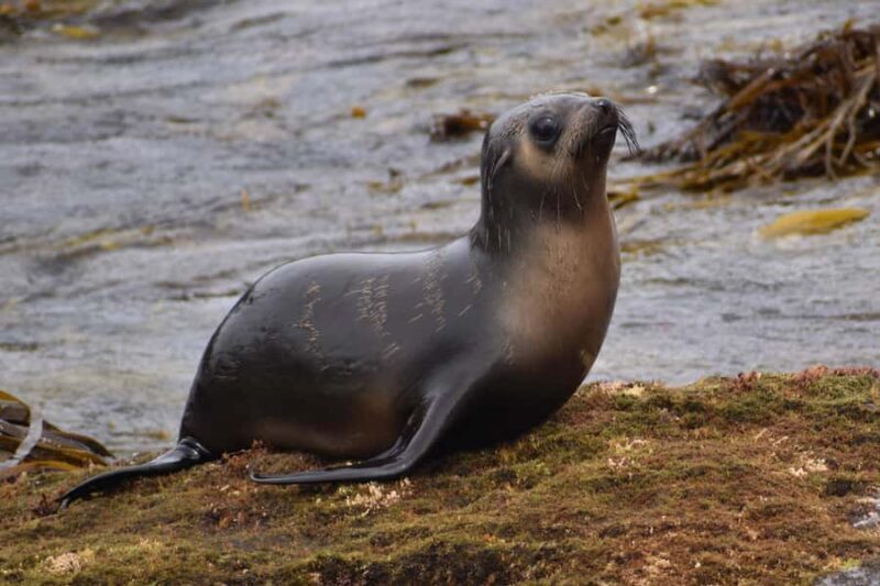 Philip Island: Seal Watching Cruise - Final Thoughts