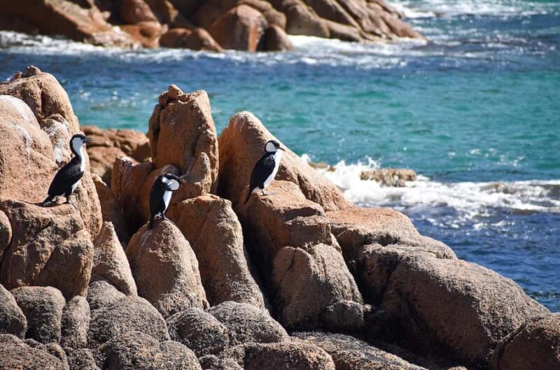 Phillip Island: 1-Hour Cape Woolamai Scenic Cruise - Who Is This Tour Best For?