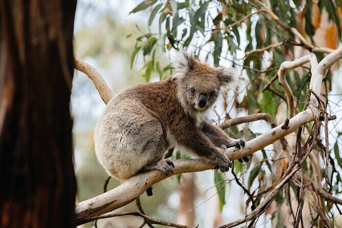 Phillip Island and Penguin Parade Private Tour - In-Depth Itinerary Breakdown