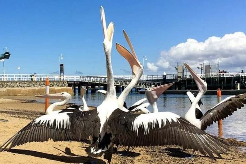 Phillip Island: Golden Hour Penguin Express Tour - Key Points