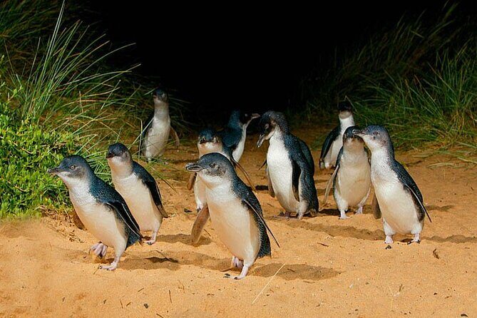 Phillip Island: Golden Hour Penguin Express Tour w/ Island Pickup - The Nobbies: Spectacular Views and Wildlife Encounters