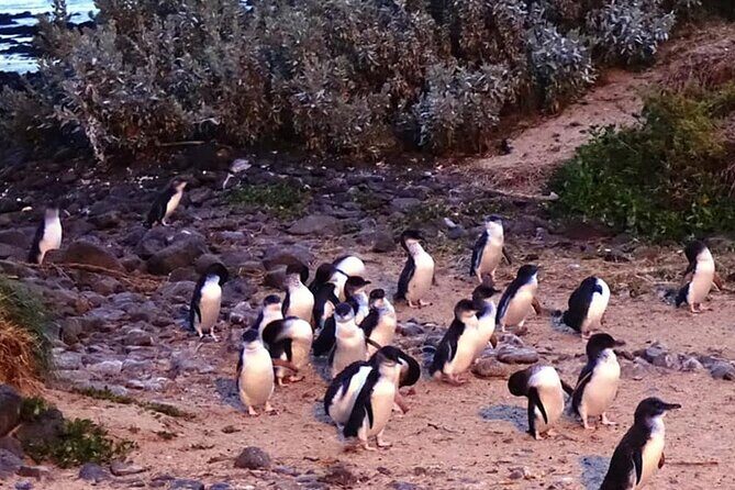 Phillip Island: Golden Hour Penguin Express Tour w/ Island Pickup - Analyzing the Value: Is It Worth It?
