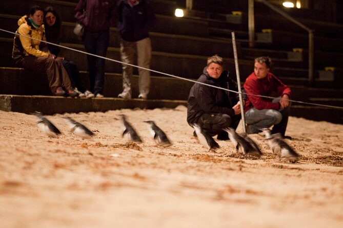 Phillip Island Medium Size Group Tour - Practical Tips for Travelers