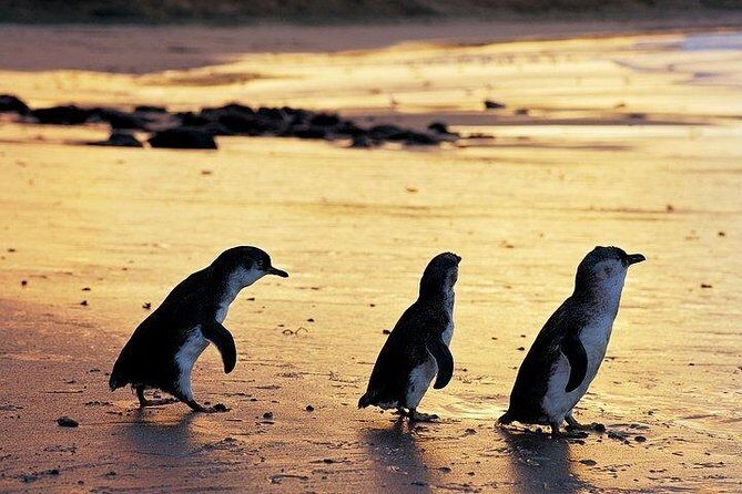 Phillip Island Penguin and wildlife Tour - Key Points