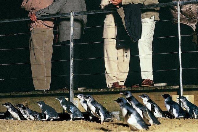 Phillip Island Penguin and wildlife Tour - The Value of This Tour