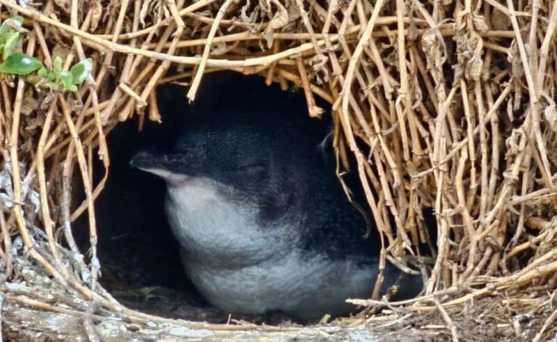 Phillip Island Penguin Parade Afternoon Tour from Melbourne - The Guides and Commentary