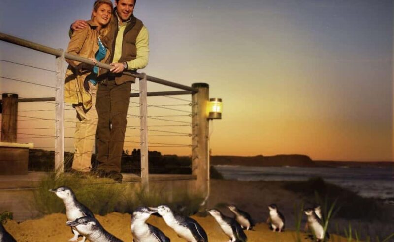 Phillip Island Penguin Parade Afternoon Tour from Melbourne - What Reviewers Loved Most