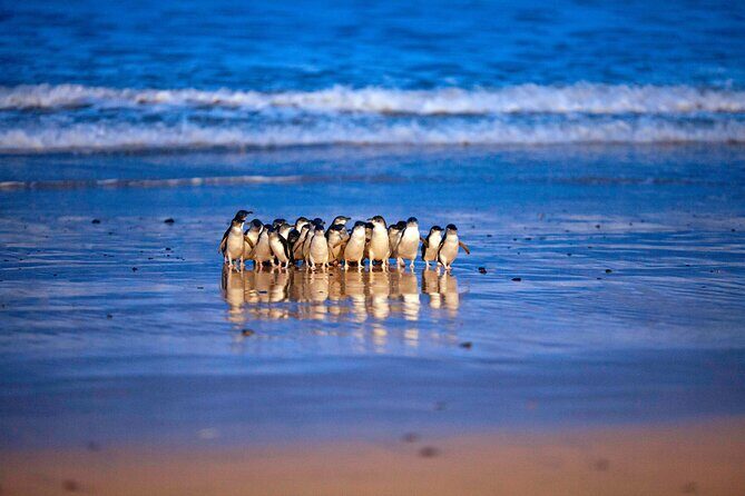 Phillip Island Penguin Parade and Churchill Island Farm Bus Tour - Experience the Best of Phillip Island: Penguin Parade & Churchill Island Farm Bus Tour Review