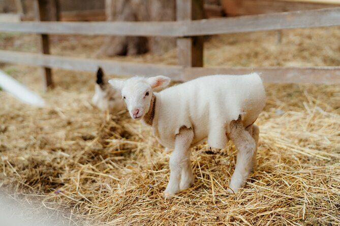 Phillip Island Penguin Parade and Churchill Island Farm Bus Tour - Key Points