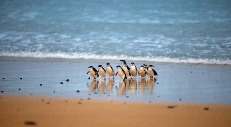 Phillip Island: Penguin Parade and Multi Attraction Pass - A Complete Look at the Phillip Island Experience