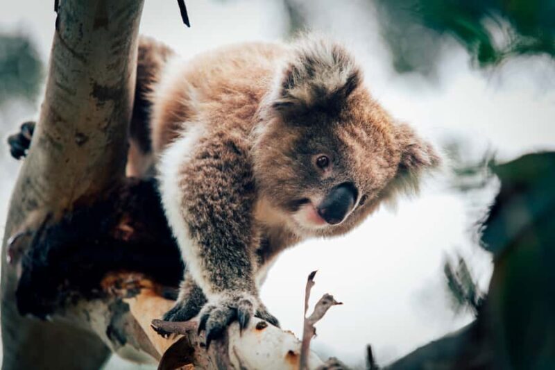 Phillip Island: Penguin Parade and Multi Attraction Pass - Final Thoughts