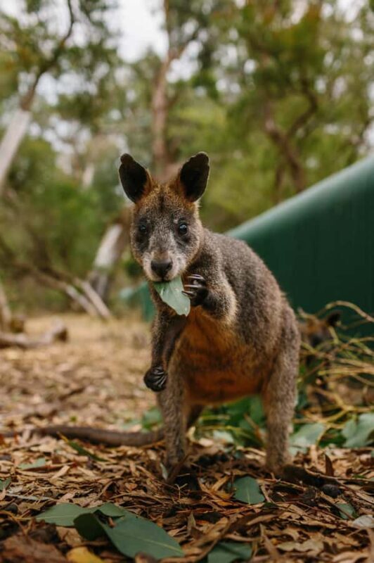 Phillip Island: Penguin Parade and Multi Attraction Pass - FAQ
