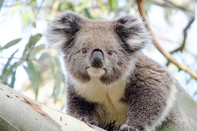 Phillip Island Penguin Parade Day Trip with Koala Conservation Reserve Visit - What Makes This Tour Stand Out?