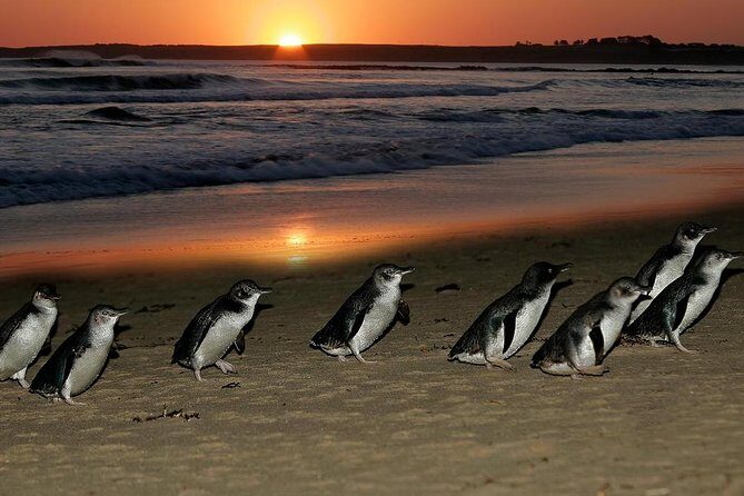 Phillip Island Penguin Parade Day Trip with Koala Conservation Reserve Visit - FAQs