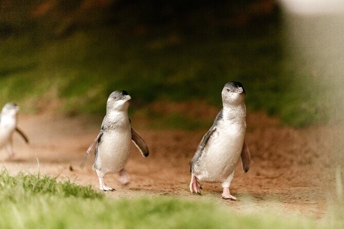 Phillip Island Penguin Parade Express Tour from Melbourne - What’s Included and What’s Not