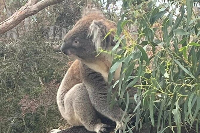 Phillip Island Penguin Parade Private Tour - Who Will Love This Tour?