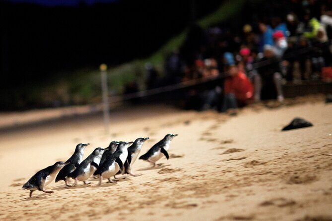 Phillip Island Penguin Parade, Wildlife and Beach Boxes Bus Tour - Key Points