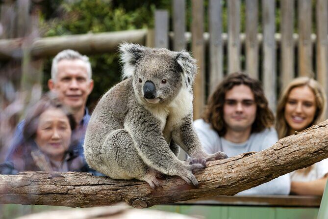 Phillip Island Penguin Parade, Wildlife and Beach Boxes Bus Tour - Transportation and Group Size