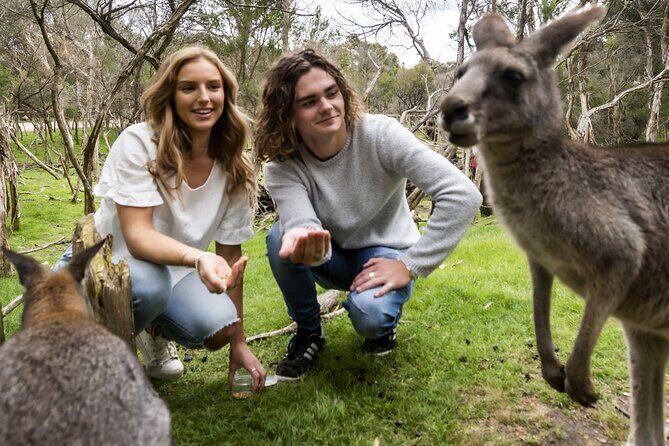 Phillip Island Penguin Parade, Wildlife and Beach Boxes Bus Tour - FAQ