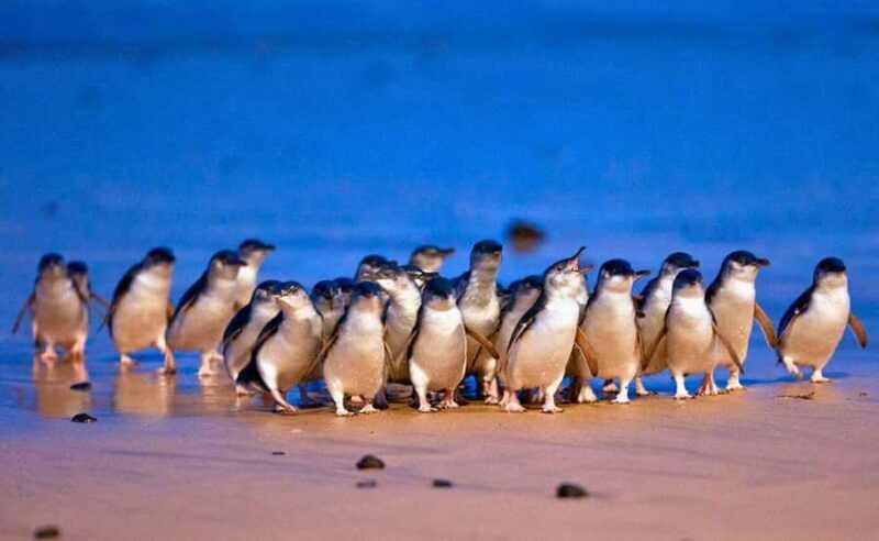 Phillip Island Penguin Parade with Expert Local Guide - A Complete Breakdown of the Tour Experience