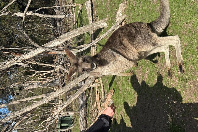 Phillip Island Penguins and Moonlit Sanctuary Private Day Tour - The Sum Up