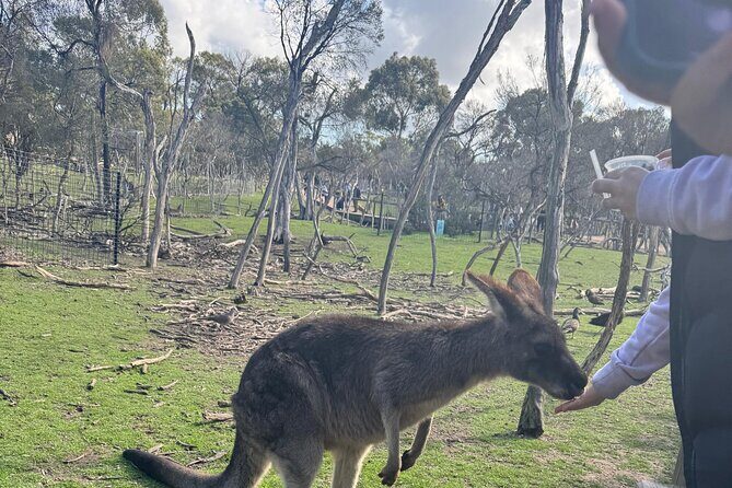 Phillip Island Penguins and Moonlit Sanctuary Private Day Tour - FAQ
